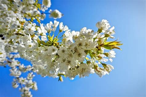 20 Treebranch Pictures