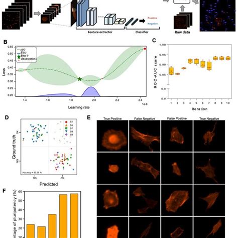 Deep Learning Based Multipotency Prediction For Hntscs From Different Download Scientific