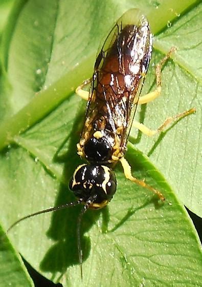 Sawfly Identification Bugguidenet