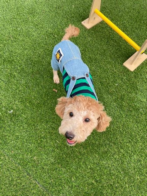 말티푸 다롱 강아지 책임분양 강아지무료분양 고양이무료분양 유기견입양 아이조아요양보호소