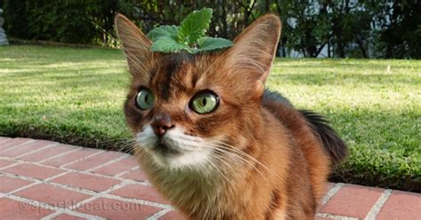 Catnip Behind The Scenes Summers Fabulous Cat Life