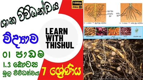 Science Grade 07 Science Lesson 01 ශාක විවිධත්වය ශාක මුල්වල විවිධත්වය Clear Explanation