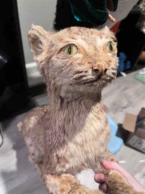 Keep Seeing The Failed Taxidermy Cat And Look Fondly To My Strange