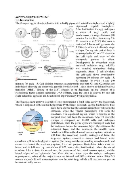Mesoderm Induction See Page 5 Pdf Biological Sciences Science