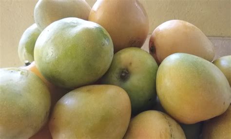 Jamaican Mango Season At Piper Blanc Blog