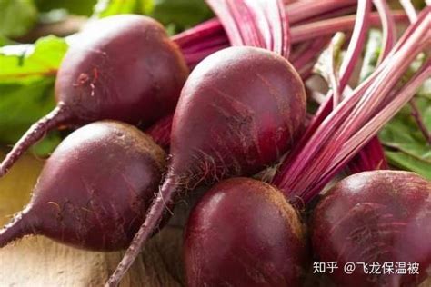 阳台甜菜根的种植步骤及注意事项 知乎