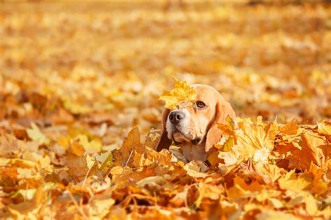 Premium Photo A Dog In A Pile Of Autumn Leaves