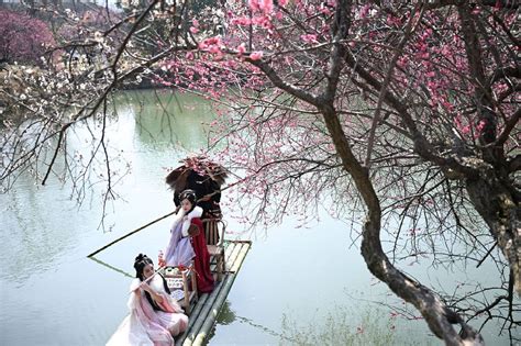 杭州西溪百亩梅花绽放 游人曲水寻梅赏春光