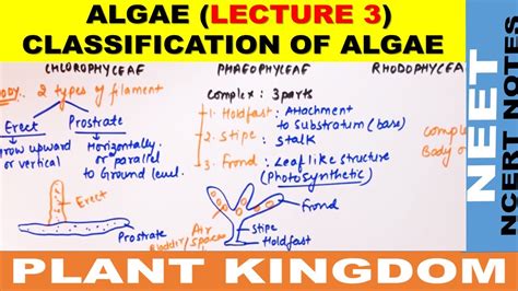 Classification Of Algae In Hindi Lecture 3 Classes Of Algae Plant