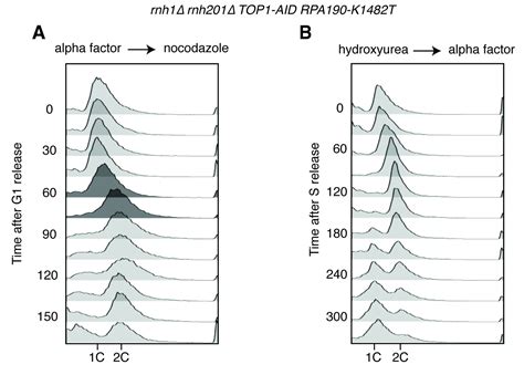 Figures And Data In RNase H Enables Efficient Repair Of R Loop Induced DNA Damage ELife