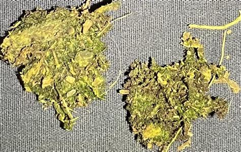 Fluorescent Algae R Mycology