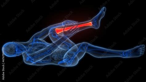 Human Skeleton System Tibia And Fibula Bone Joints Anatomy Stock Illustration Adobe Stock