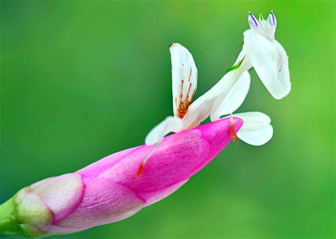35 Orchid Mantis Facts Bloodthirsty Living Flowers Hymenopus