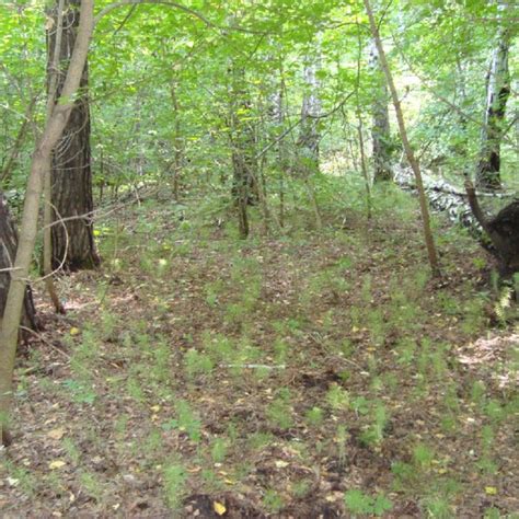 Stratified Systematic Unaligned Sampling Approach Download