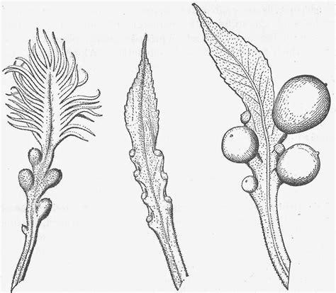 Botany Professor Were The First Carpels Plicate Or Ascidiate