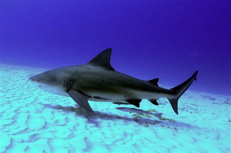 Bull Shark Hd Desktop Wallpaper 19201 Baltana