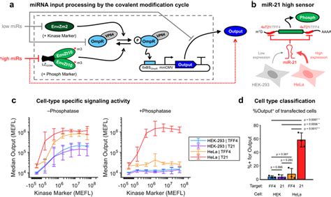 Cell Type Specific Signaling Responses Using Covalent Modification Download Scientific Diagram