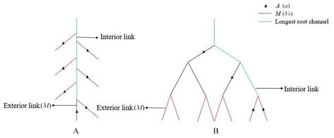 Schematic Diagram Of Topology Of Root System A Herringbone Branching M Download Scientific
