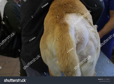 Perineal Hernia Canine