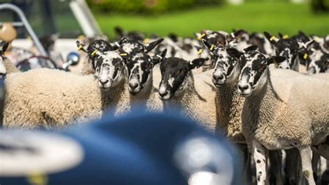 Sheep Flock To The Revival For A Unique Jim Clark Celebration Grr