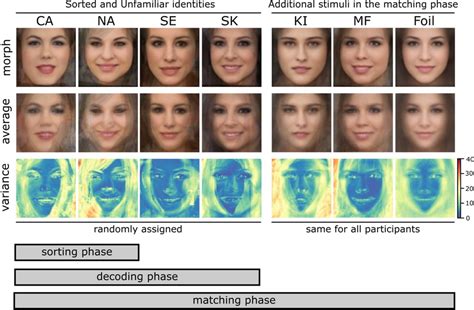 Stimuli In The Perceptual Familiarization Experiment Top Panel Morphs