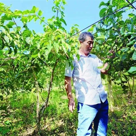 珲春：软枣猕猴桃助农增收示范园延边种植