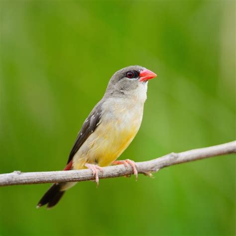 Premium Photo Female Red Avadavat