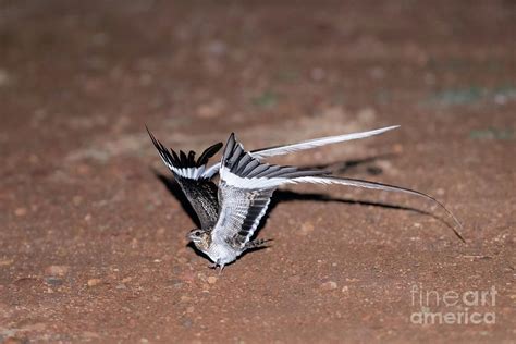 Pennant Winged Nightjar Taking Off By Tony Camacho Science Photo Library