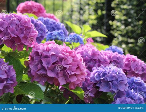 Hydrangea Macrophylla Plants Are Also Known As Hydrangea Plants Royalty