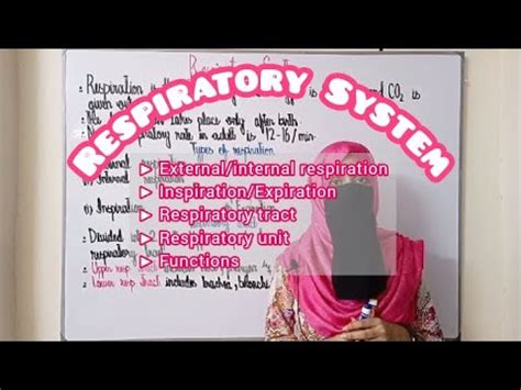 Respiratory System Overview Types Of Respiration Phases