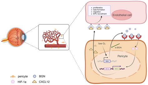 Biglycan Stimulates Retinal Pathological Angiogenesis Via Up‐regulation