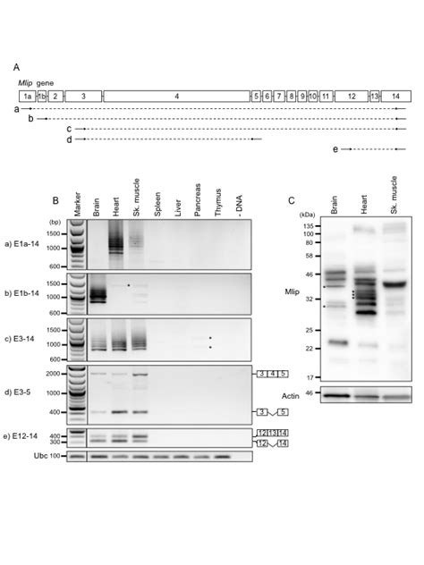 Mlip Tissue Expression Profile In Mlip Mice A B Pcr Amplification
