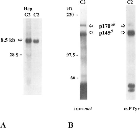 Synthesis Of Met Receptor By C2 Myoblast Cells A Northern Blot Of