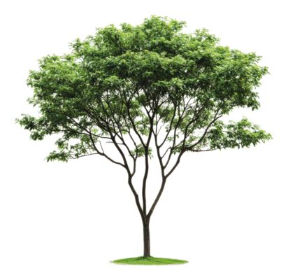 Tree Elevation PNGs For Free Download