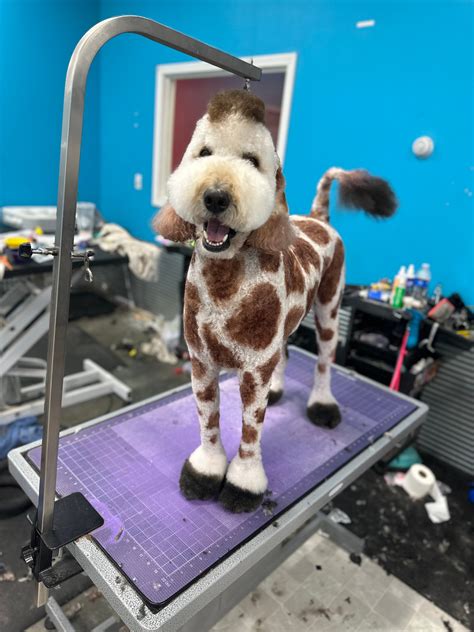 Is Dyeing Animal Fur Ok Groomer Of Viral Grinch Dog Explains Safety