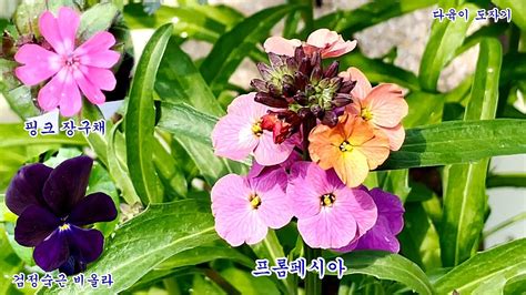 용인 남사화훼단지 나들목야생화농원 이름과가격 핑크장구채 춘절국 일일초 향달맞이 종이꽃 데모루 이끼용담 삼각부추 로즈마리 목마가렛등 Youtube