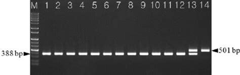 Multiplex Allele Specific Pcr Products Using Dna From Ginseng Plants Download Scientific