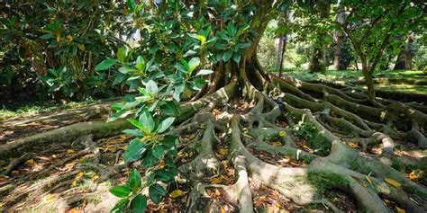 What To Do With Tree Roots Above Ground