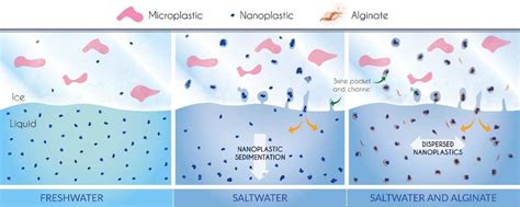 16 Summary Of Nanoplastics And Microplastics Behaviors At The