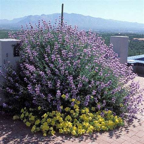 How To Grow And Care For Cleveland Sage Gardeners Path