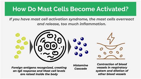 Top 7 Mast Cell Activation Syndrome Triggers You Should Avoid Mast