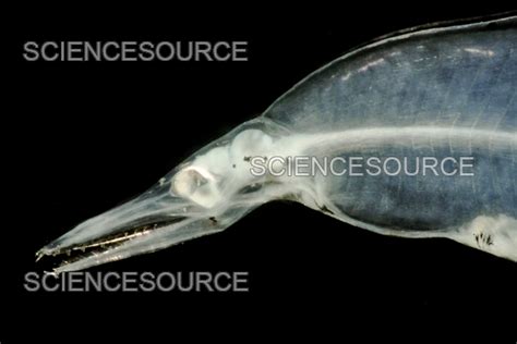 Photograph Eel Larva Or Leptocephalus Science Source Images