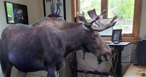 Go 11 A Moose Inside My Office