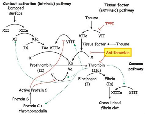 Antithrombin Function And Antithrombin 3 Deficiency