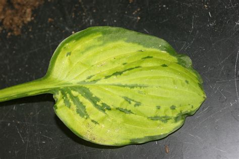 Hosta Virus X Hvx Plant And Pest Diagnostics