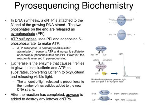 Ppt Dna Sequencing Powerpoint Presentation Free Download Id 398162