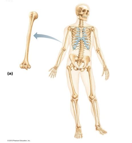 Human Anatomy Lab Diagrams Flashcards Quizlet