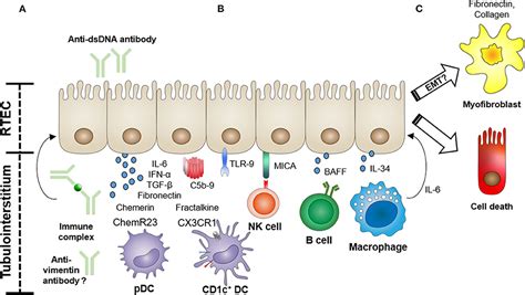 Renal Tubular Epithelial Jay R Seltzer On X Comparison Of