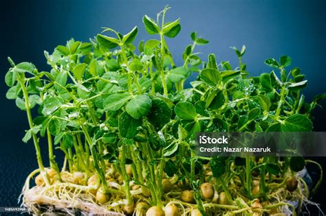 녹색 완두콩 Microgreen 싹은 물방울과 함께 검은 배경에 닫습니다 완두콩은 창의적인 장면을 싹 틔운다 0명에 대한 스톡 사진 및 기타 이미지 Istock
