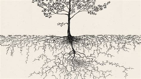 Tree Root Diagram
